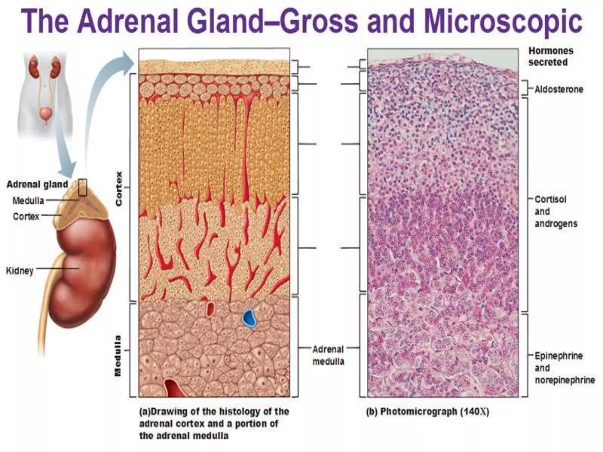 HISTOLOGY OF ADRENAL GLANDS | PPTX