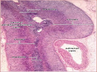 Adrenal Cortex Histology