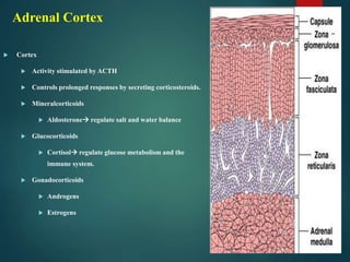 Adrenal glands | PPTX
