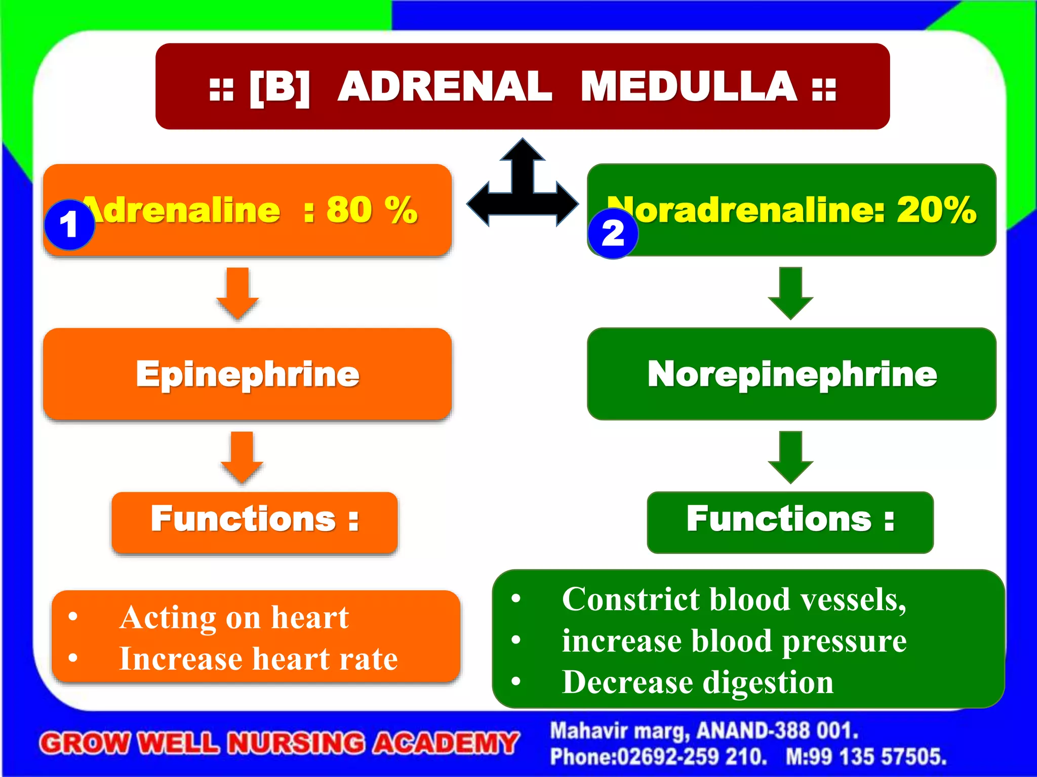 Adrenal glands | PPT