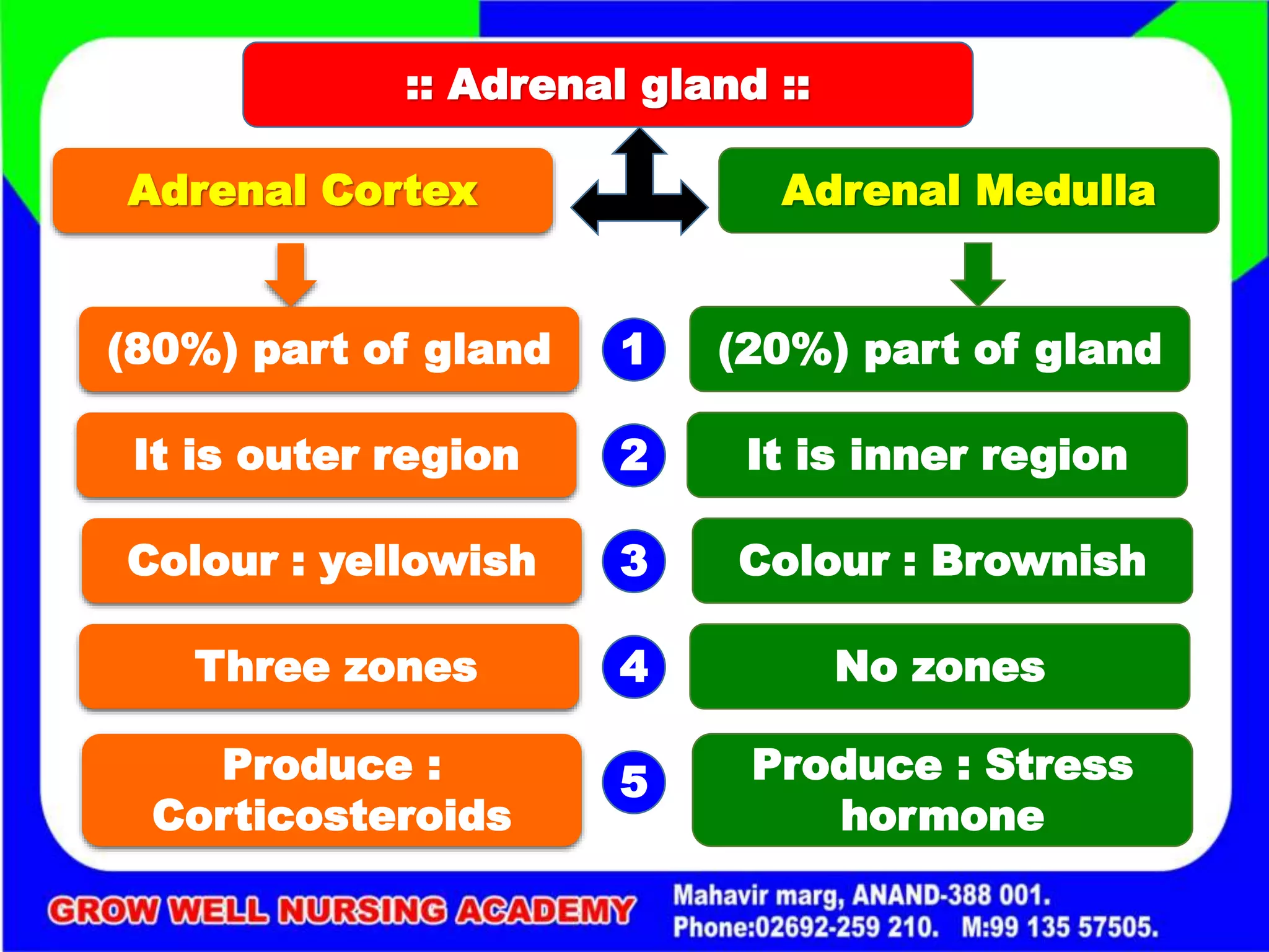 Adrenal glands | PPT