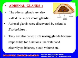 Adrenal glands | PPT