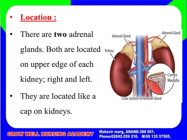 Adrenal glands | PPT