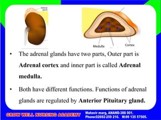 Adrenal glands | PPT