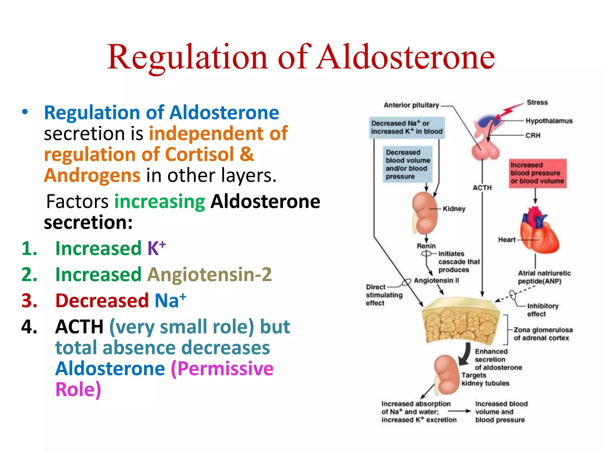 Functional Anatomy of the Adrenal Glands & Aldosterone | PPTX