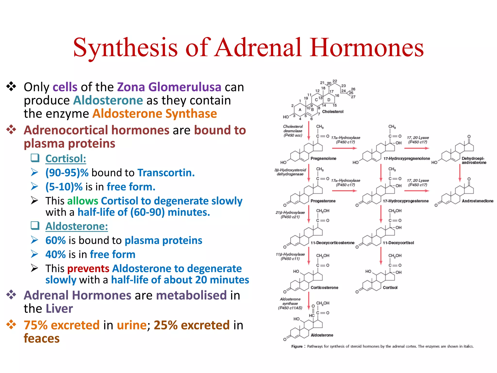 Functional Anatomy of the Adrenal Glands & Aldosterone | PPTX