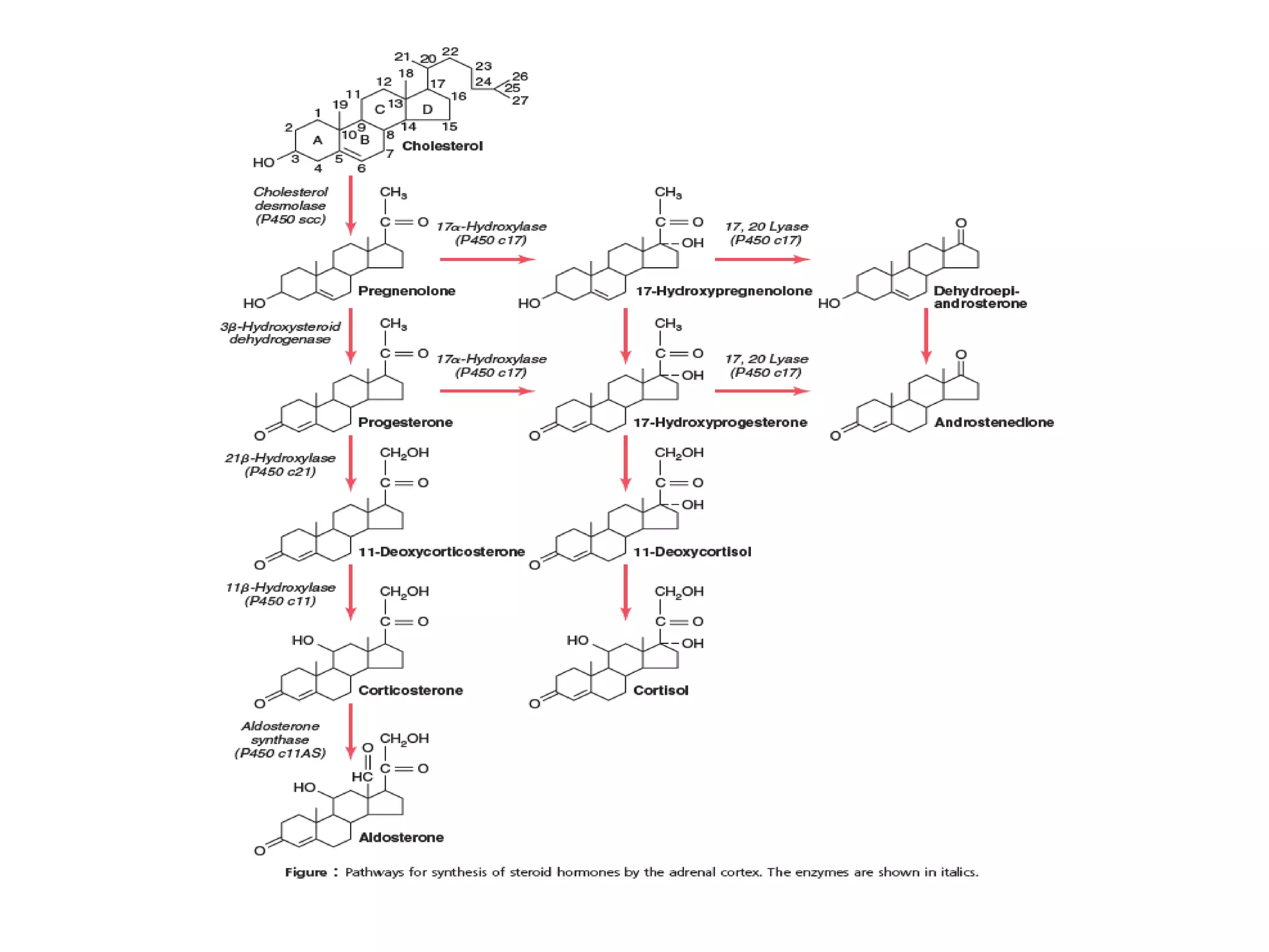 Functional Anatomy of the Adrenal Glands & Aldosterone | PPTX