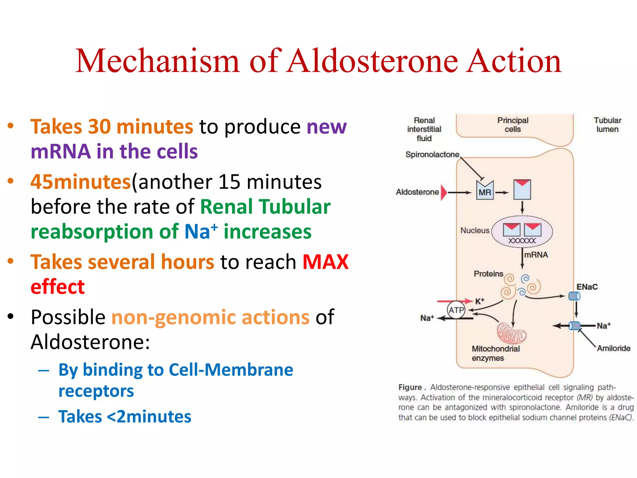 Functional Anatomy of the Adrenal Glands & Aldosterone | PPTX