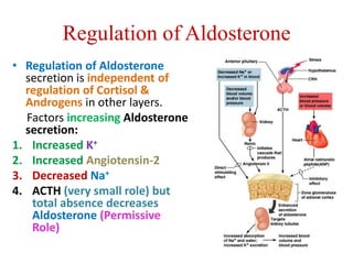 Functional Anatomy of the Adrenal Glands & Aldosterone | PPTX ...