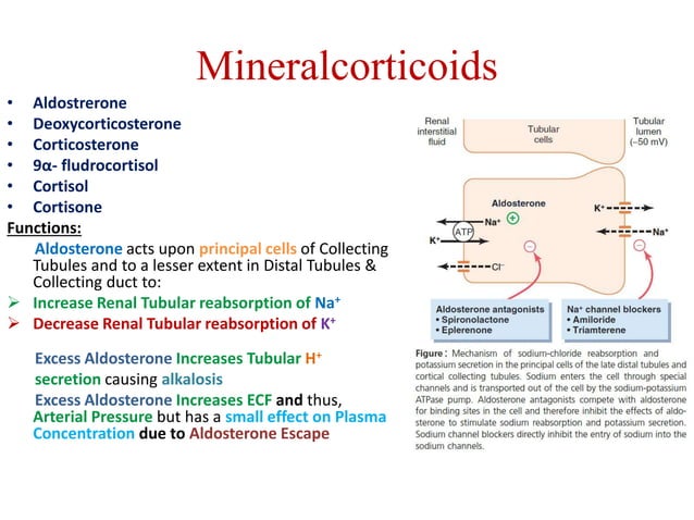 Functional Anatomy of the Adrenal Glands & Aldosterone | PPT