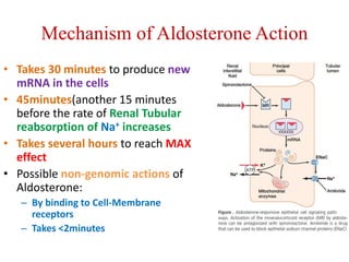 Functional Anatomy of the Adrenal Glands & Aldosterone | PPTX ...
