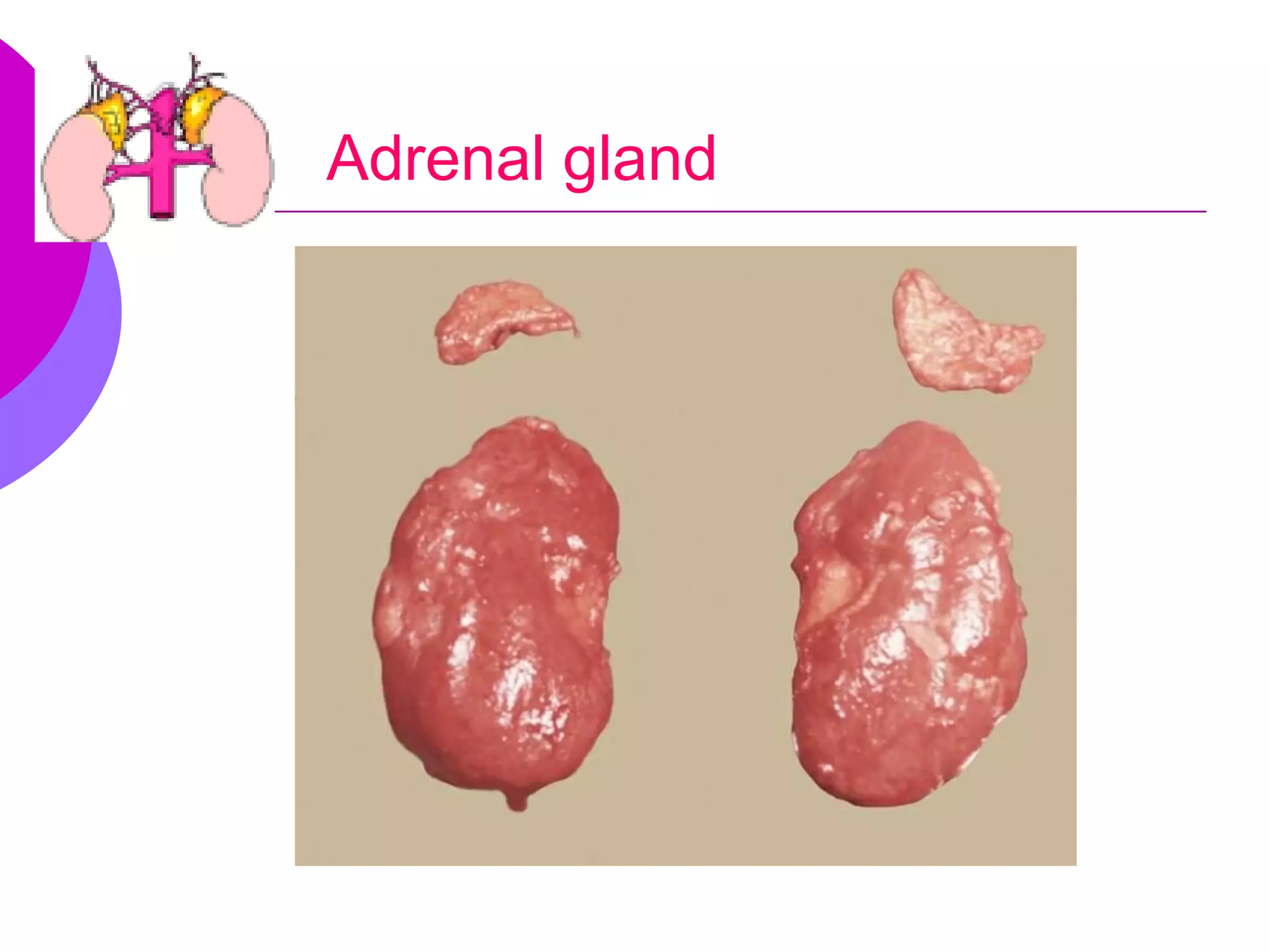Adrenal Glands.pdf