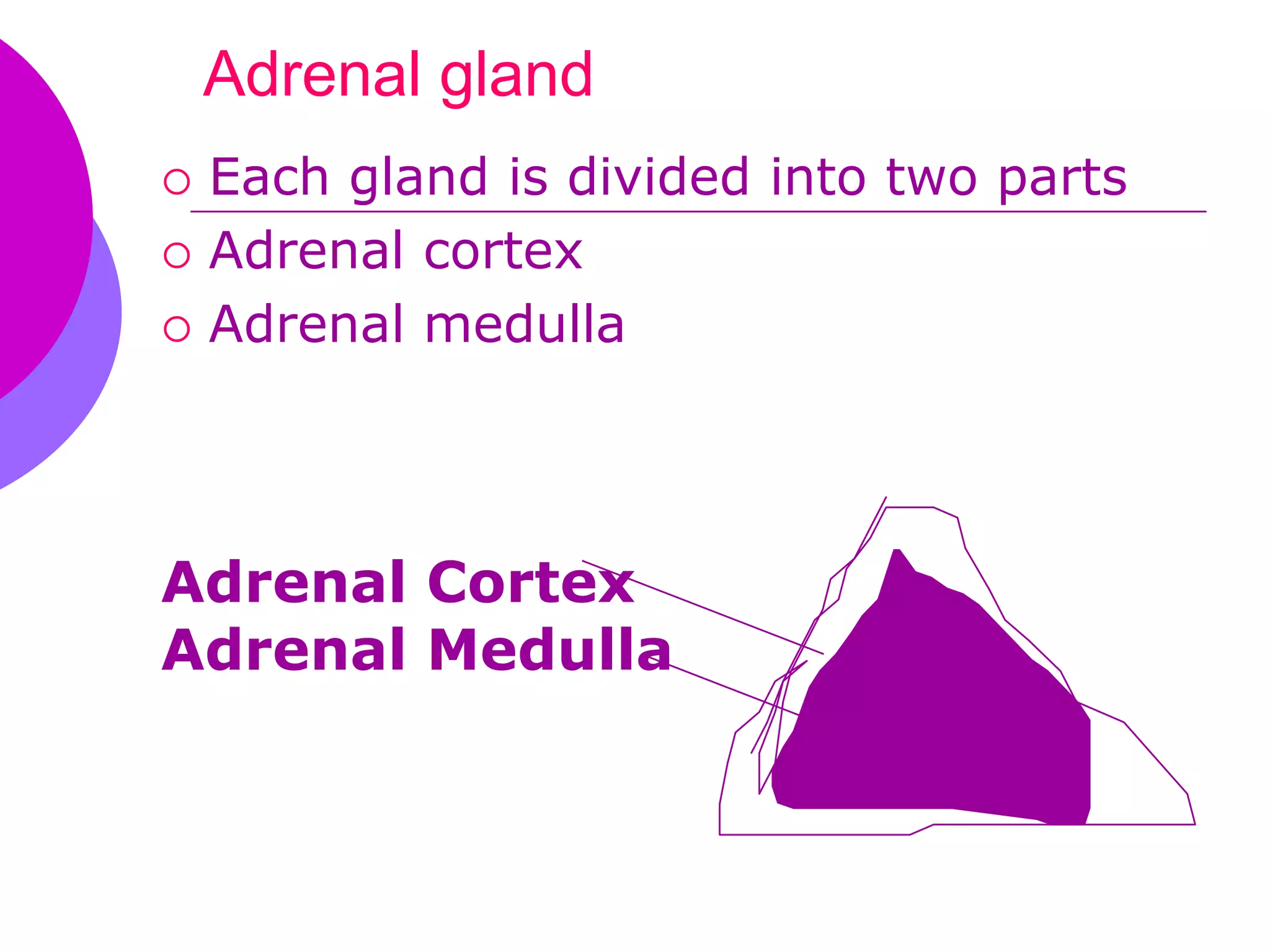 Adrenal Glands.pdf