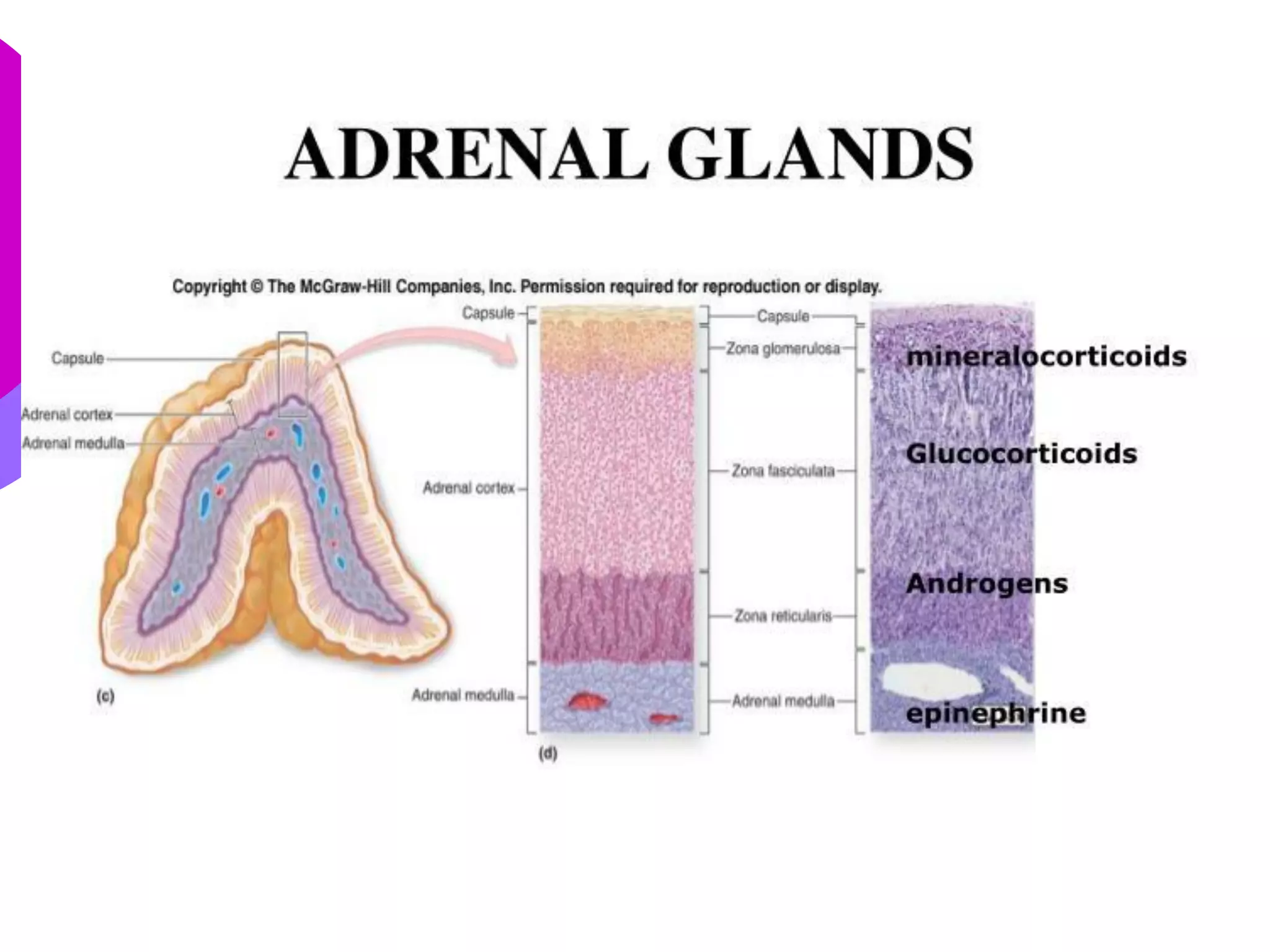 Adrenal Glands.pdf