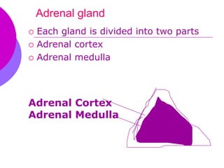 Adrenal Glands.pdf