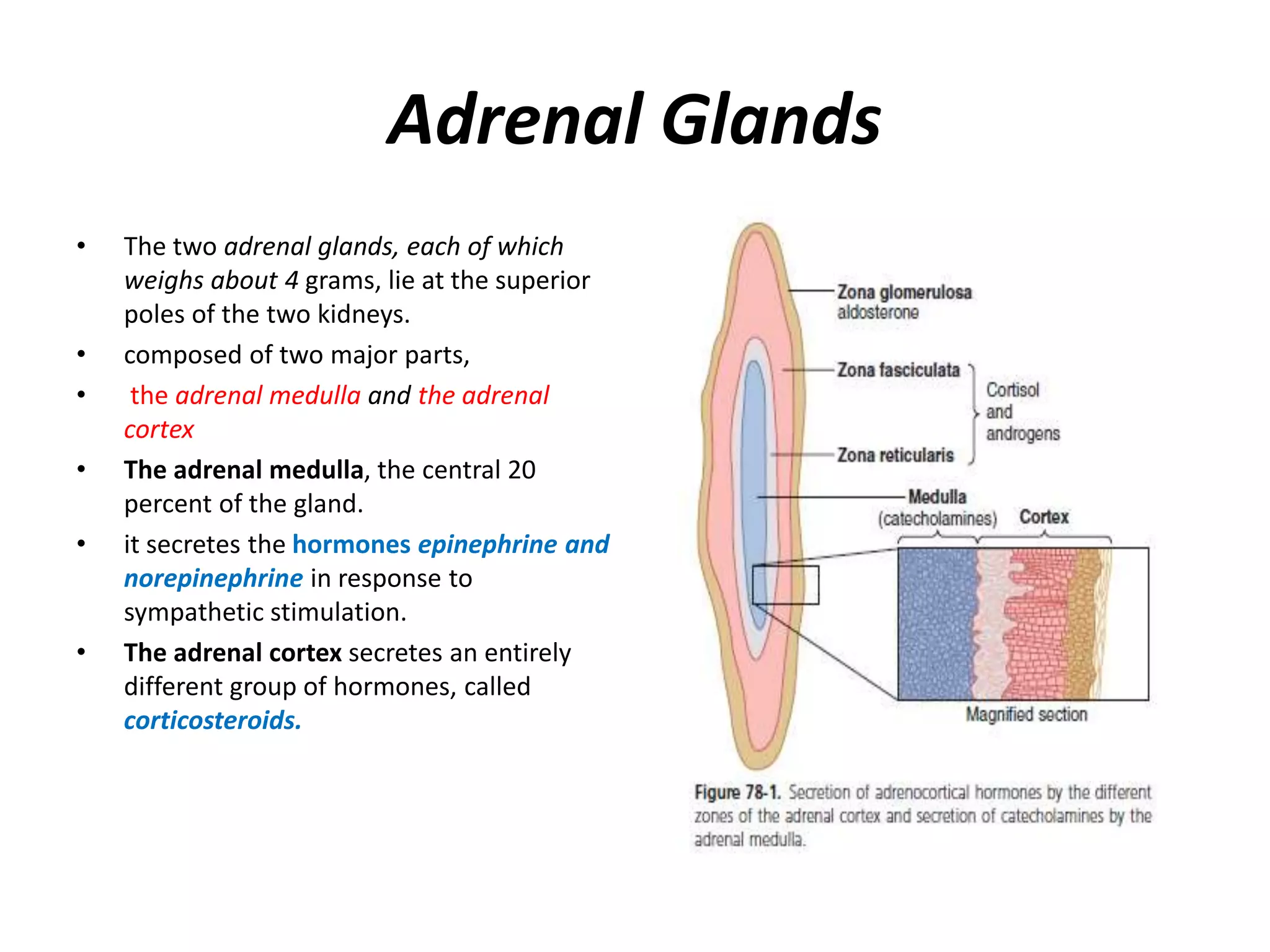 adrenal glands.pptx