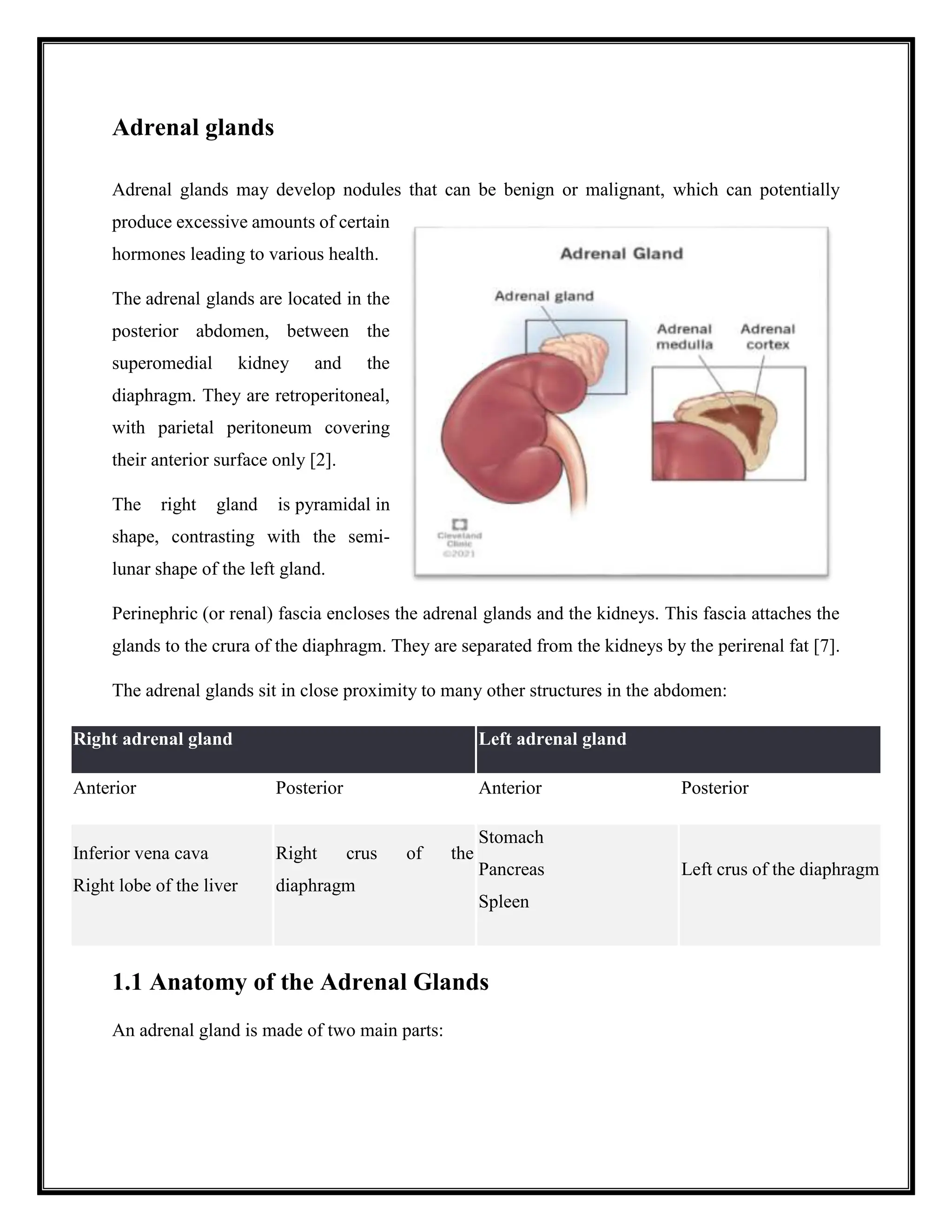 adrenal glands anatomy and physiology and funnction | DOCX