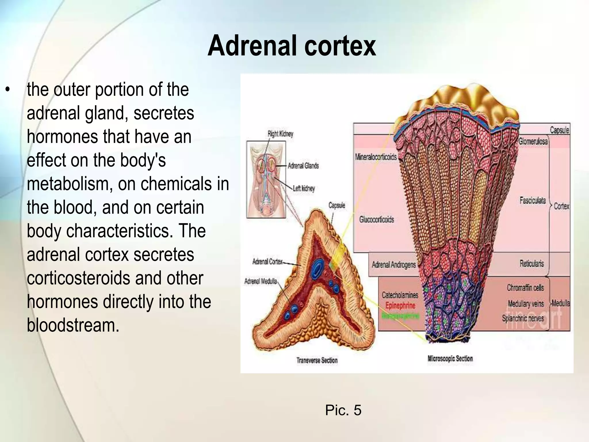 Adrenal glands | PPTX