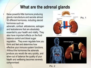 Adrenal glands | PPTX