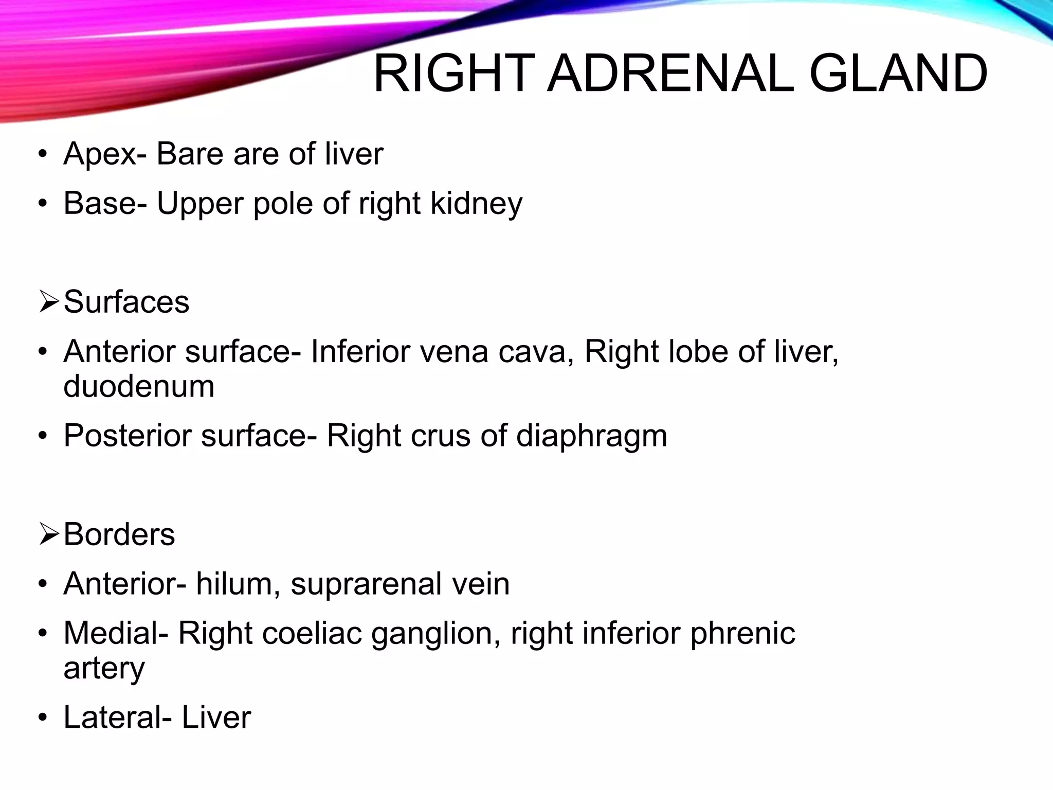 Adrenal glands anatomy | PPTX