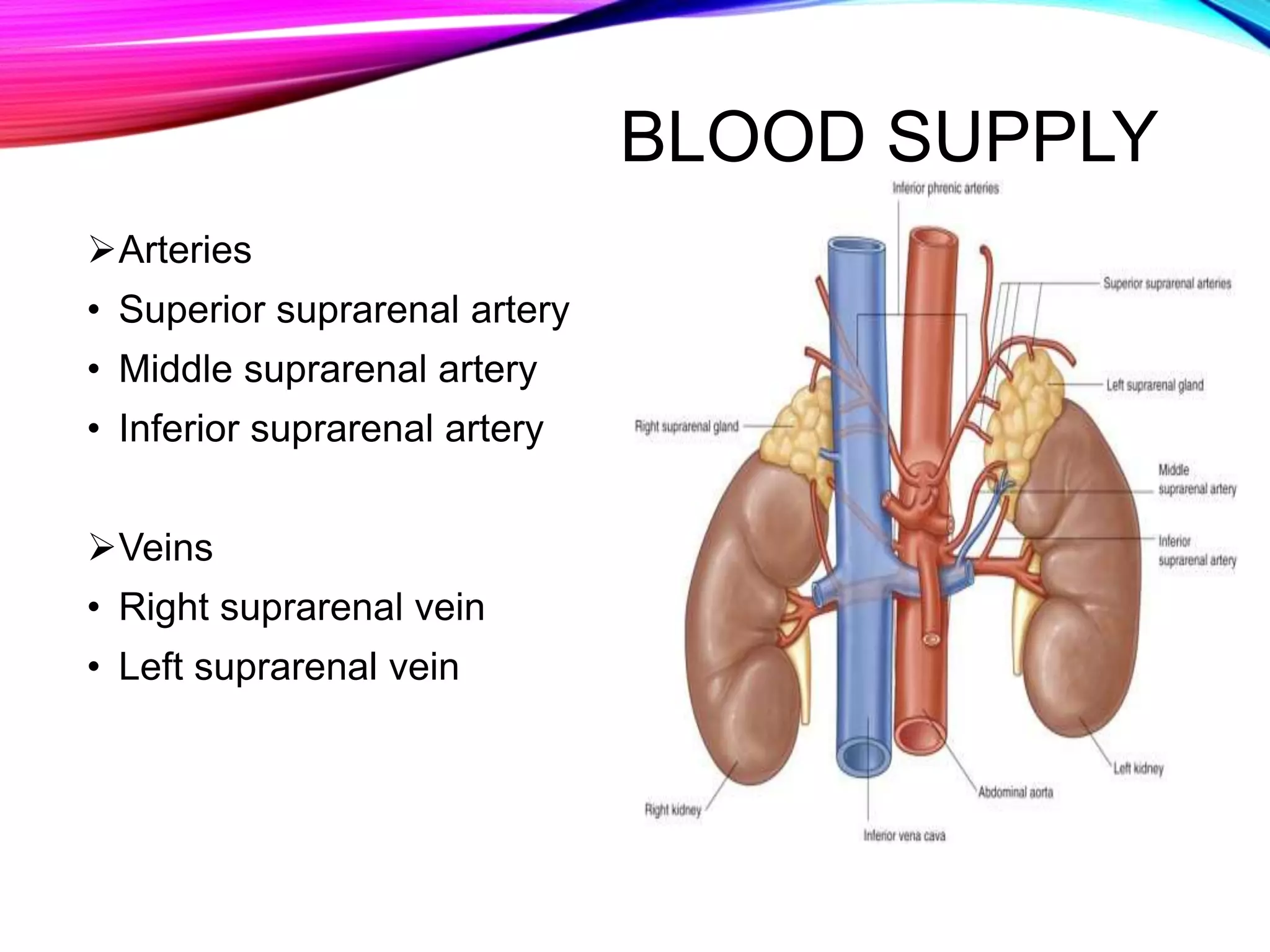 Adrenal glands anatomy | PPTX