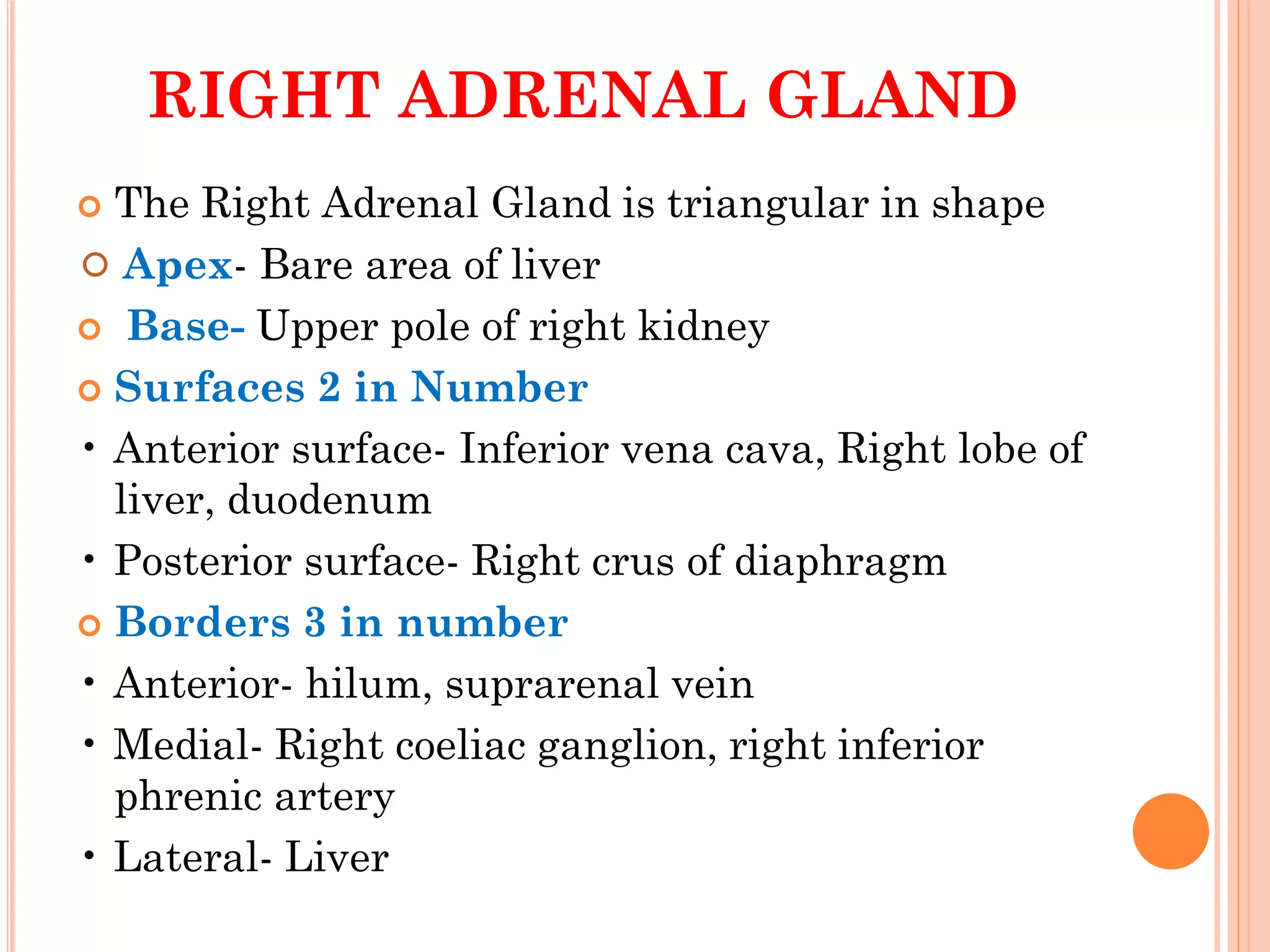 Adrenal Glands Anatomy | PDF