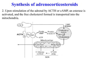 Adrenal glands & hormones.ppt