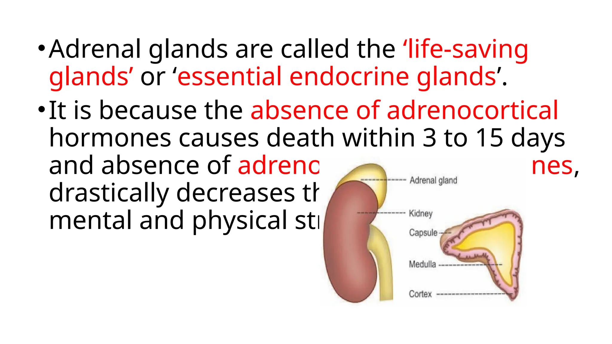 ADRENAL GLANDS & THEIR HORMONES WITH FUNCTION.pptx