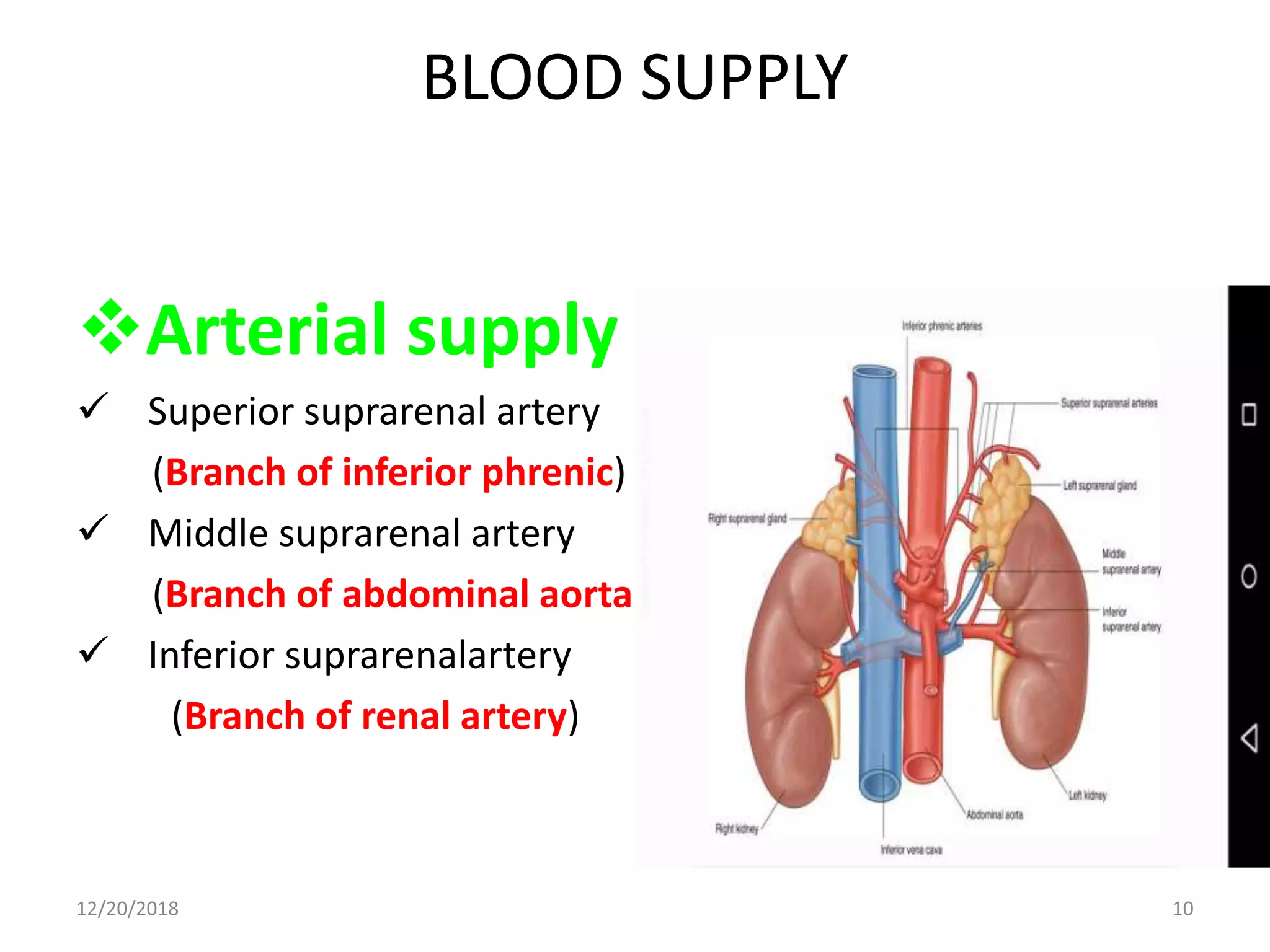 Adrenal gland Anatomy and histology | PPTX