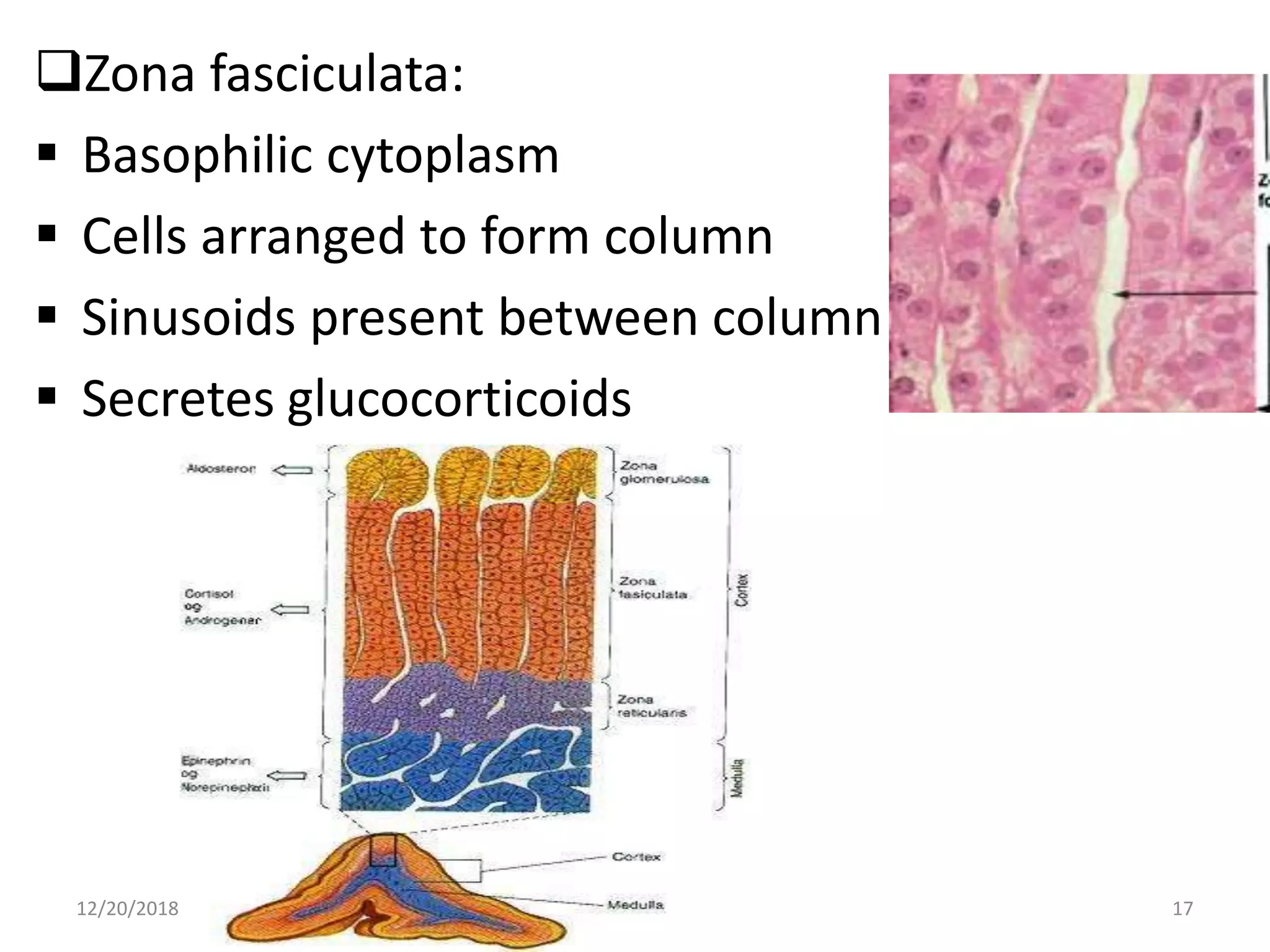 Adrenal gland Anatomy and histology | PPTX