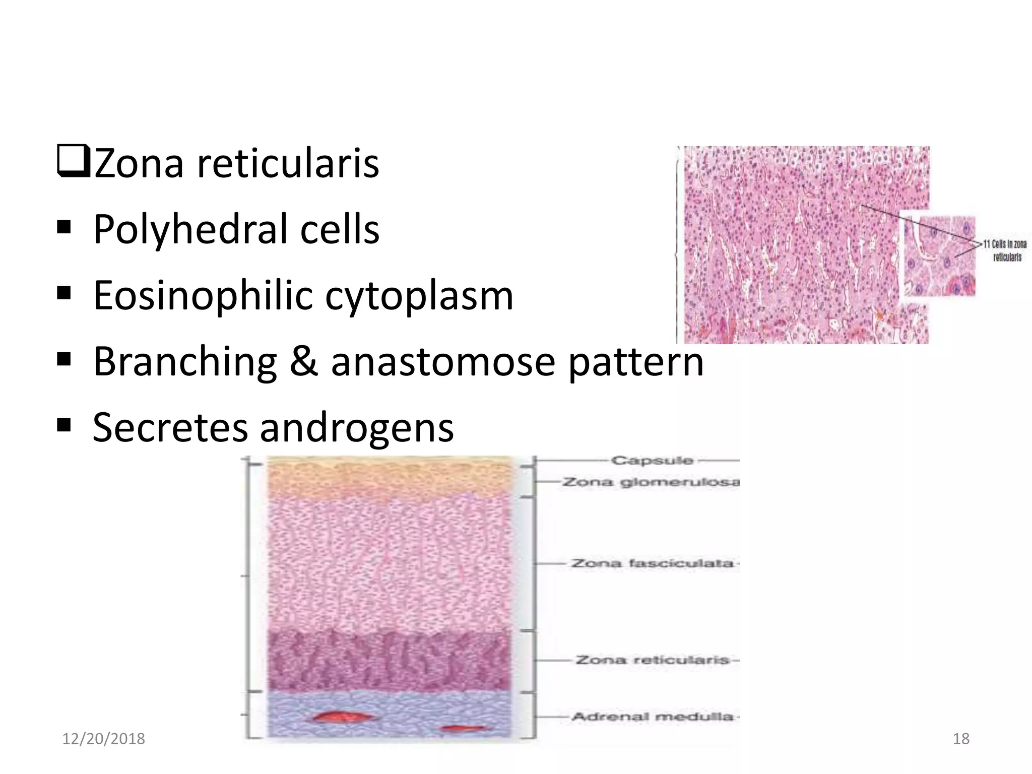 Adrenal gland Anatomy and histology | PPTX