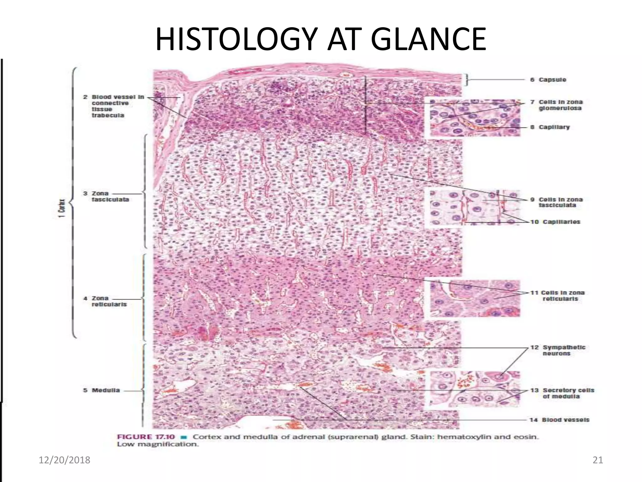 Adrenal gland Anatomy and histology | PPTX