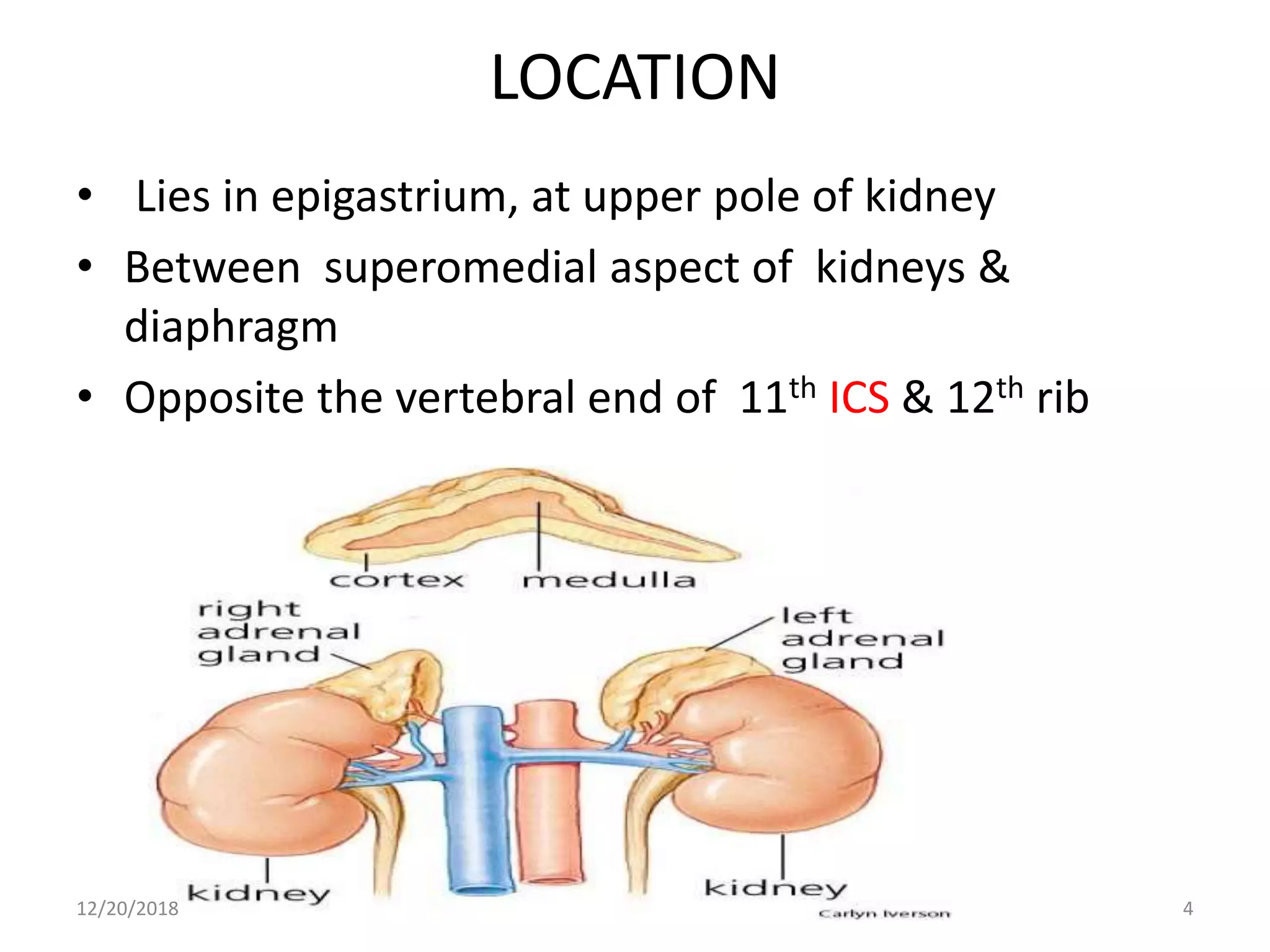 Adrenal gland Anatomy and histology | PPTX