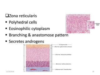 Adrenal gland Anatomy and histology | PPTX