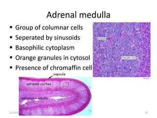 Adrenal gland Anatomy and histology | PPTX