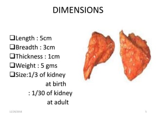 Adrenal gland Anatomy and histology | PPTX