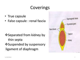 Adrenal gland Anatomy and histology | PPTX