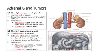 Adrenal Gland Tumors presentation in the surgical perspective | PPT