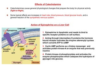Adrenal hormone | PPT