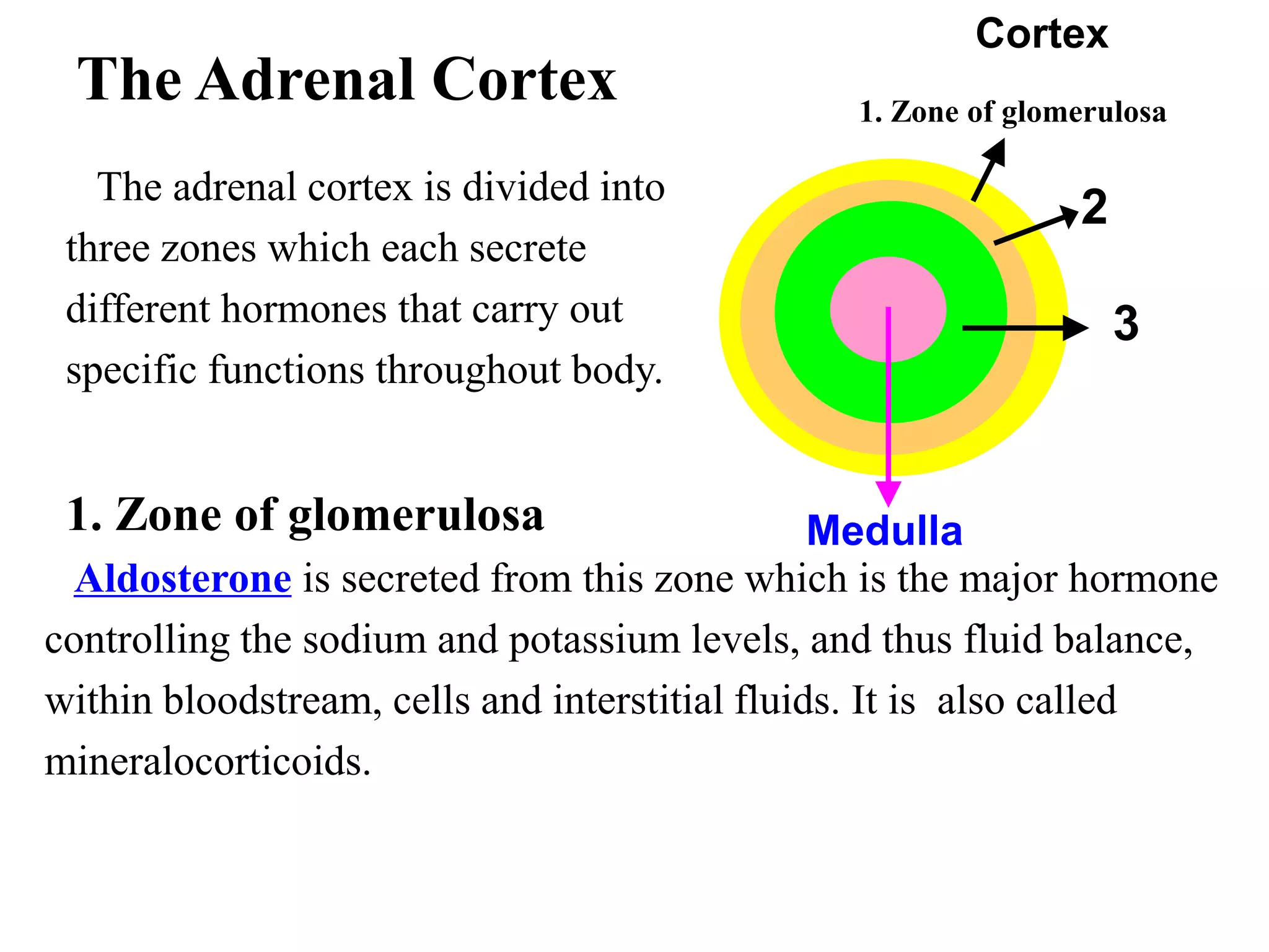 Adrenal hormones | PPT