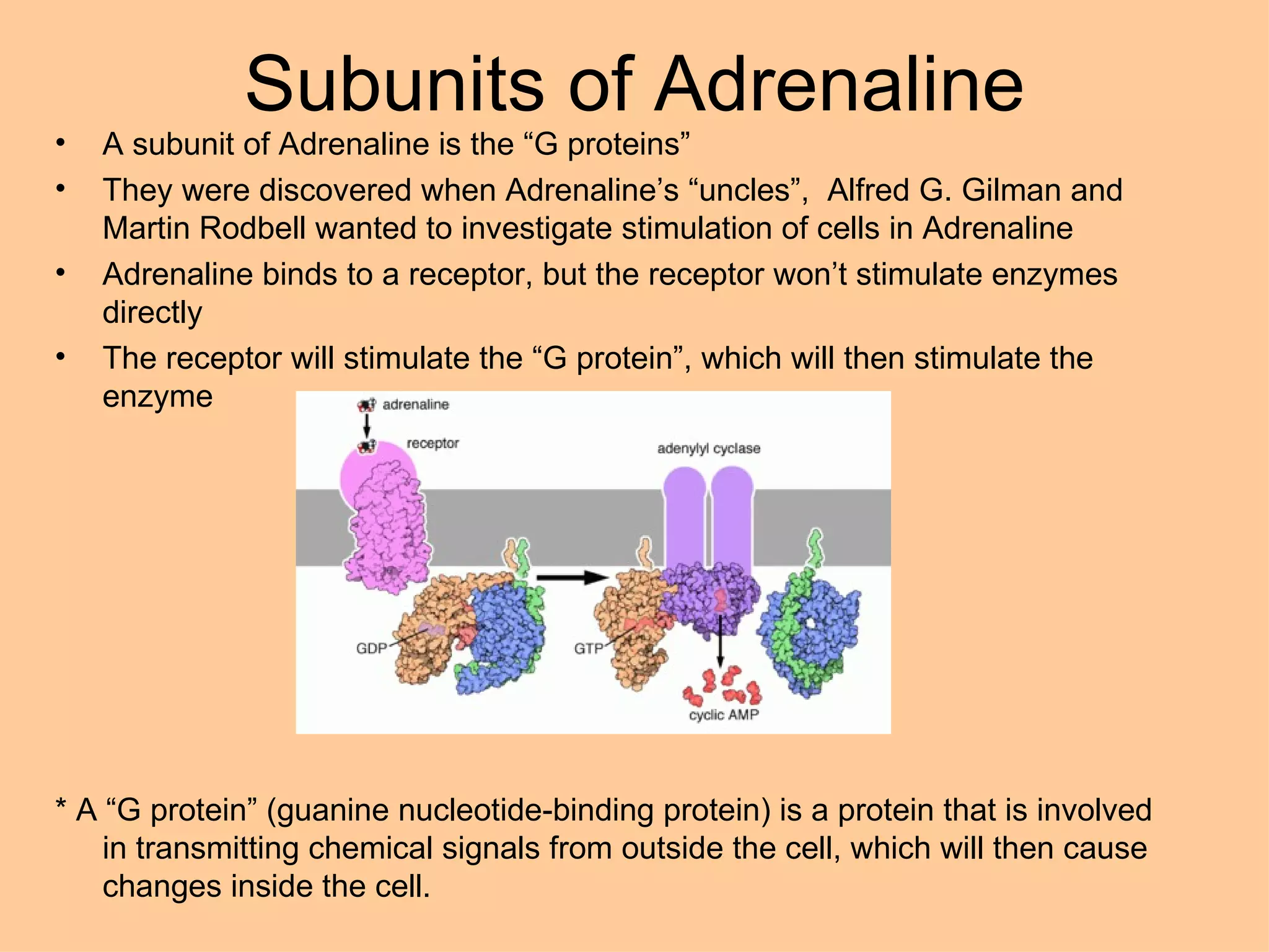 Adrenaline | PPT