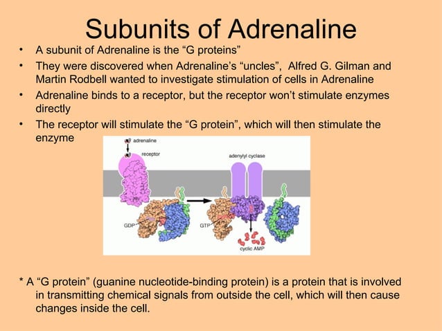 Adrenaline | PPT