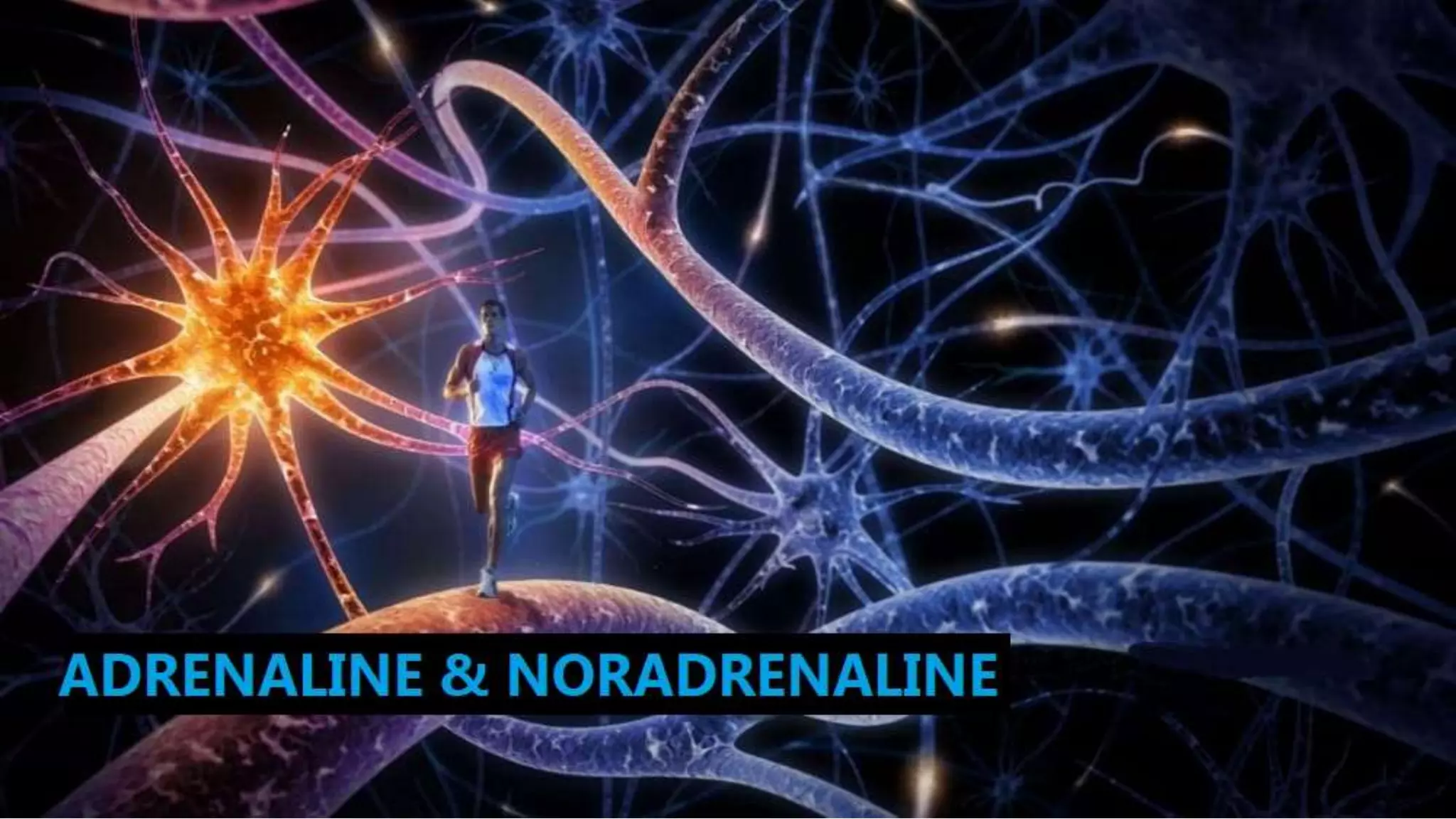 Adrenaline and noradrenaline | PPTX