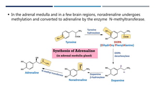 Adrenaline and noradrenaline | PPTX