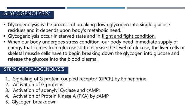 Adrenaline and noradrenaline | PPTX | Endocrine and Metabolic Diseases ...
