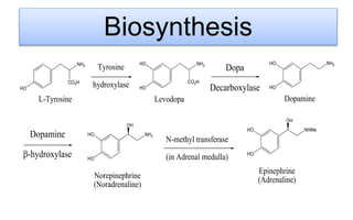 Epinephrine Synthesis