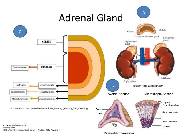 Adrenal Gland Issues Cfero