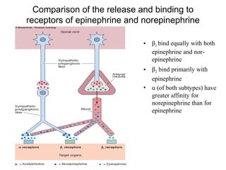 Adrenal medulla | PPT