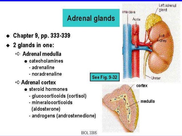 Adrenal medulla