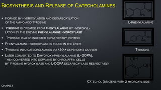 Adrenal gland (Adrenal hormones and their production | PPTX